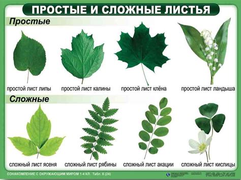10 простых и 10 сложных листьев Школьные Знания Com