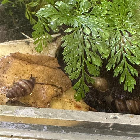 The West Indian Bulimulus Snails The Great Invertebrate