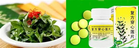 What Is Andrographis Extract Powder Used For Knowledge Shaanxi Lonierherb Bio Technology Co