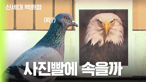 사진만으로 비둘기 쫓는다 합정역 독수리 짤 직접 실험해봄ㅣ신세대 백화점 Ep39 Youtube