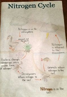 ไอเดย Nutrient cycle 41 รายการ ชววทยา วทยาศาสตรสงแวดลอม ปลกผก ไอเดย Nutrient cycle 41 รายการ ชววทยา วทยาศาสตรสงแวดลอม ปลกผก