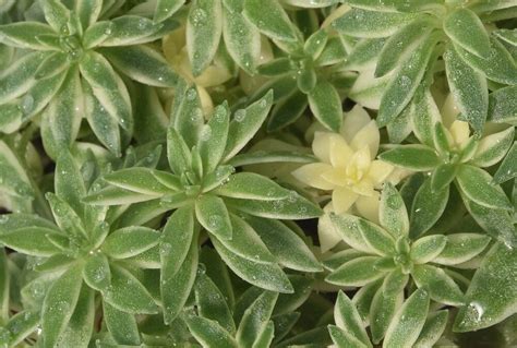 Sedum Lineare Variegated Calara Cacti And Succulents