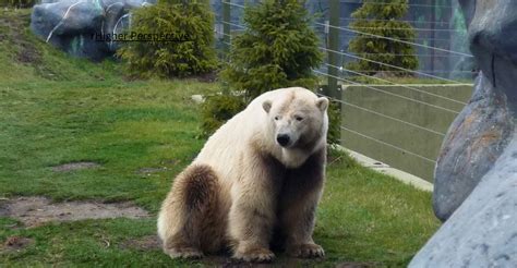 10 Facts About Grolars The Impressive Polar Grizzly Hybrid