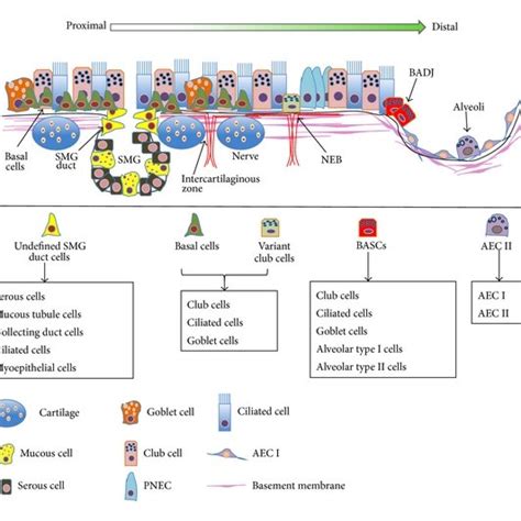 Illustration Of Epithelial Stem Cells And Lung Cancers Along Airway Download Scientific Diagram