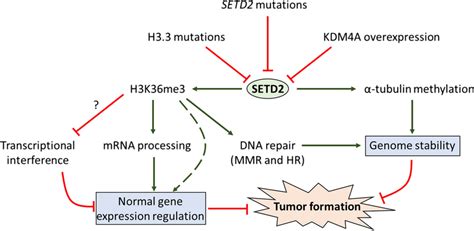 Model For How Setd2 Represses Tumorigenesis Through Multiple Download Scientific Diagram