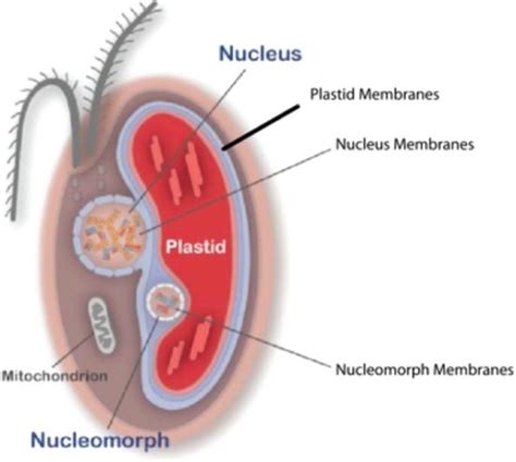 Catalogue Of Organisms Cryptophytes Four Genomes For The Price Of One