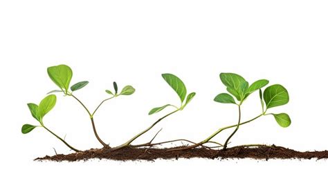 Premium Ai Image Leaf Stem Root Elevation Side View