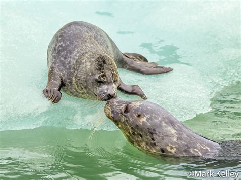 Harbor Seal Pup With Mom