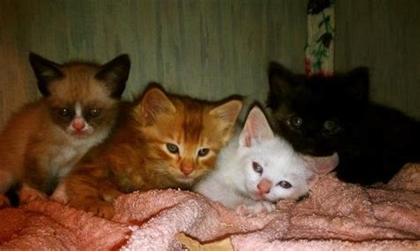 Grumpy Cat As Grumpy Kitten Faxo