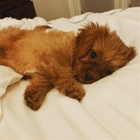 My Sweet Boys Rcavapoo