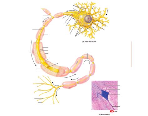 Structure Of A Multipolar Neuron Chapter 15 Diagram Quizlet