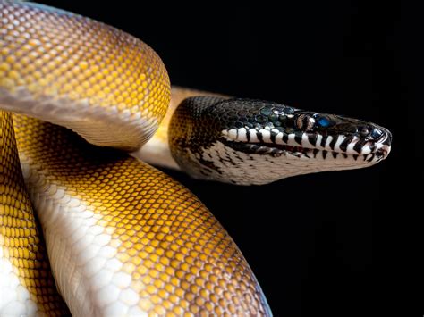 White Lipped Python Care Guide Habitat Diet Facts Reptile Craze