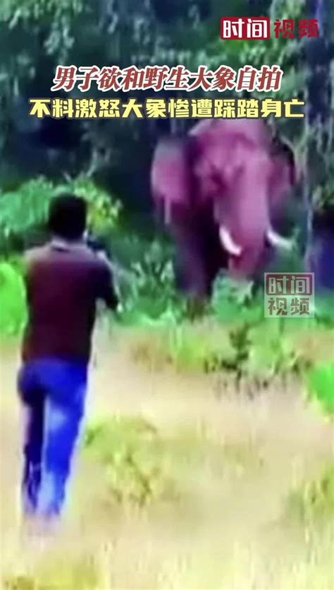 印度一男子欲和野生大象自拍 不料激怒大象惨遭踩踏身亡凤凰网视频凤凰网