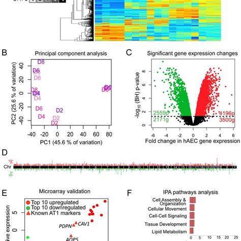 Transcriptomic Profiling Of Human Aec Differentiation A Heatmap Of