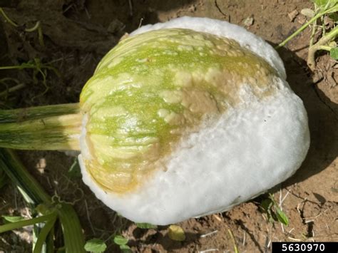 Pythium Diseases Genus Pythium Pringsh