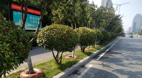 西安经开区行道树自带喝水神器抗旱又解渴 新浪陕西 新浪网