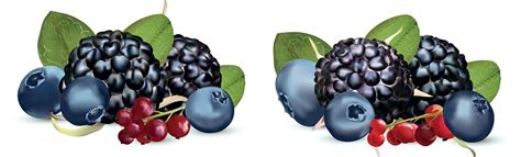 3d 현실적인 블랙 베리 붉은 건포도 베리와 블루 베리흰색 배경에 고립 신선한 여름 베리와 그린 리프트 세트 배너 벡터 그림입니다 0명에 대한 스톡 벡터 아트 및 기타