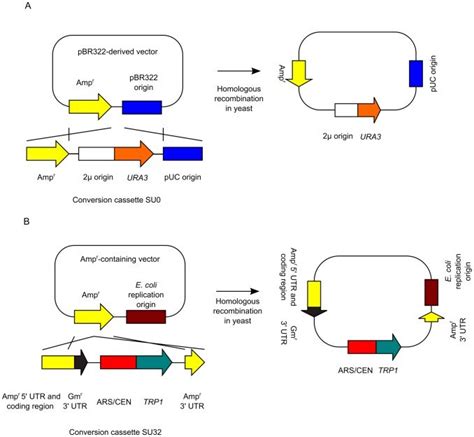 A Conversion Of A Pbr322 Derived Plasmid E G Puc Plasmid Vector