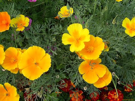 Обои Цветы Эшшольция калифорнийский мак обои для рабочего стола фотографии цветы эшшольция