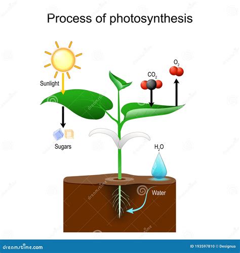 Photosynthesis Process In Plant Infographic Diagram Cartoon Vector