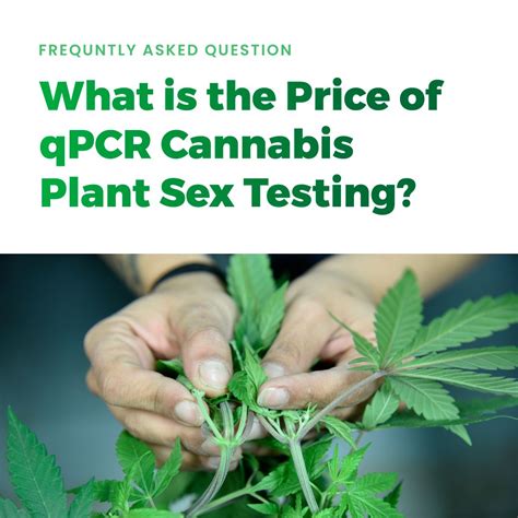 Growers Can Test Cannabis Plants For Gender For Less Than 5 Per Sample
