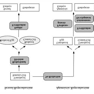 The Normal Sequence In Sexual Reproduction Is Short Circuited So That Download Scientific