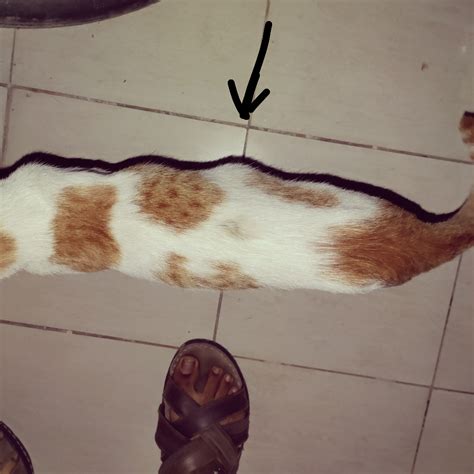 Bump On Right Side Of My Female Cat After Eating A Lot Is This Normal Rvet