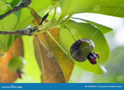 Grumichama The Brazilian Cherry Stock Image Image Of Retailing
