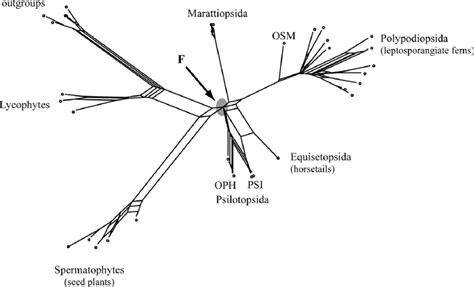 Neighbor Net Graph Generated Using Splitstree4 The Analysis Was