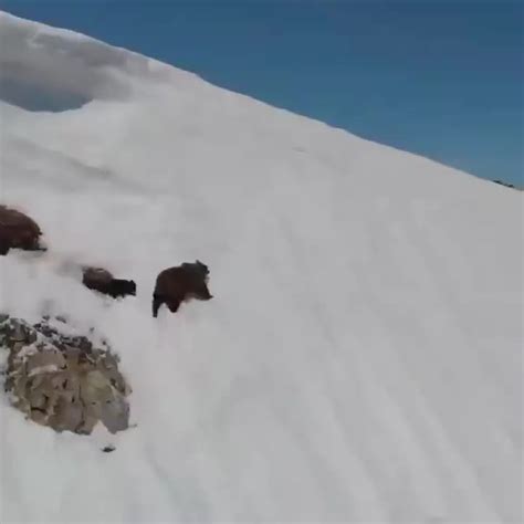 Hosein Samadi On Linkedin Fall Down Get Up And Never Give Up