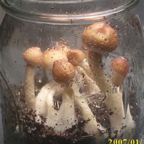 Trichoderma Before It Turns Green Mushroom Cultivation Shroomery Message Board