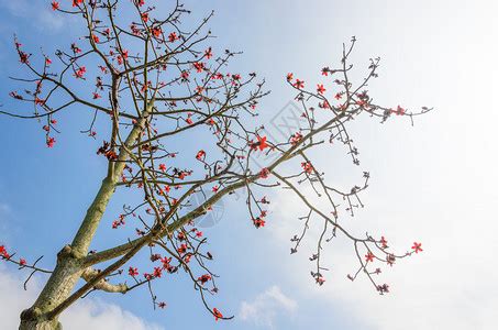 木棉花卡通图片 木棉花卡通素材图片大全 摄图网