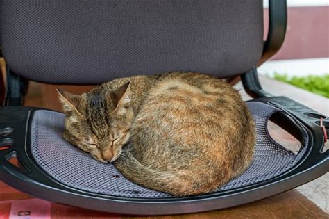 갈색 노란색 호랑이 고양이가 쿠션 위에서 여유롭게 잠을 잔다 갈고리 발톱에 대한 스톡 사진 및 기타 이미지 갈고리 발톱 갈색 건강한 생활방식 Istock