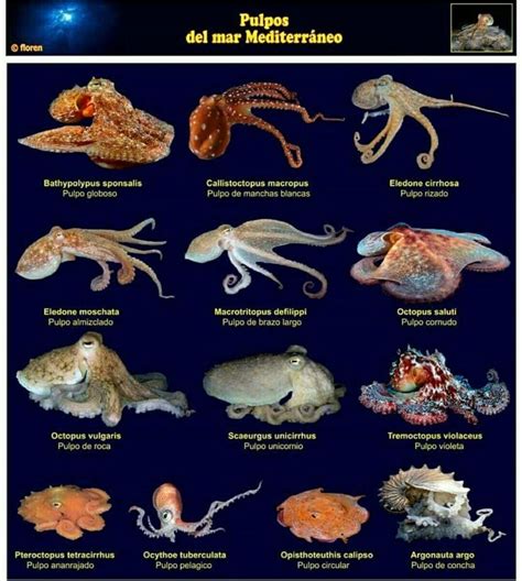 Squids And Octopuses With Spanish Names Cómo Identificar Pulpos