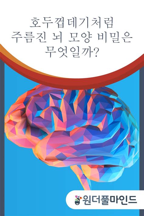 호두껍데기처럼 주름진 뇌 모양 비밀은 무엇일까 Brain Fold Poster