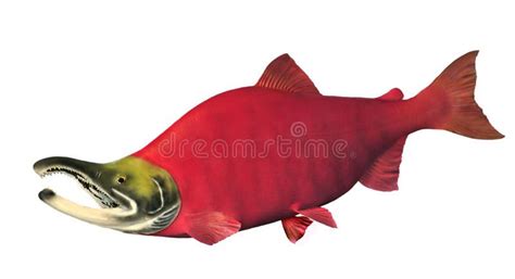 Male Sockeye Salmon In Spawning Colors Isolated