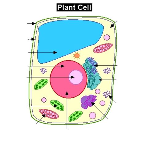 Plant Cell Part 1 Diagram Quizlet
