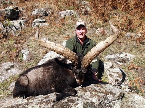Spanish Ibex Hunt 1 4 Subspecies In Luxury Worldwide Trophy Adventures