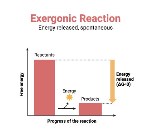 Exergonic Reaction Graph BioRender Science Templates