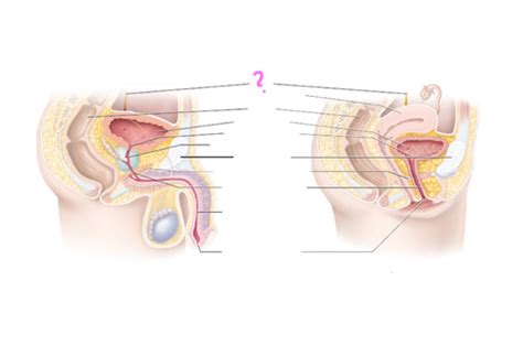 Organs Of Male And Female Urinary System Flashcards Quizlet