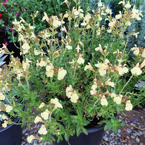 Shop ‘salvia Greggii Yellow Sage Plant Care And Info Planet Desert