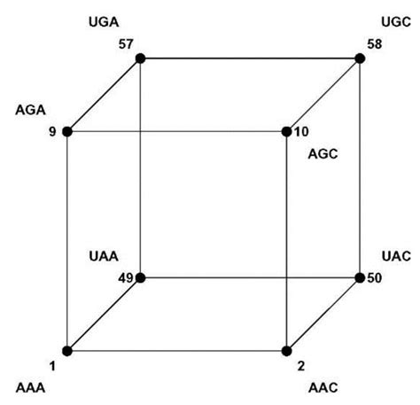 Symmetry Special Issue Symmetry And Asymmetry In Biology