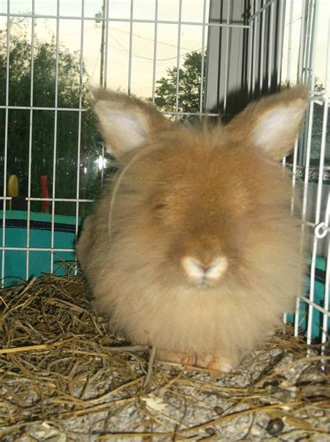 Purebred And Pedigreed Double Maned Lionhead Rabbits 60 Each