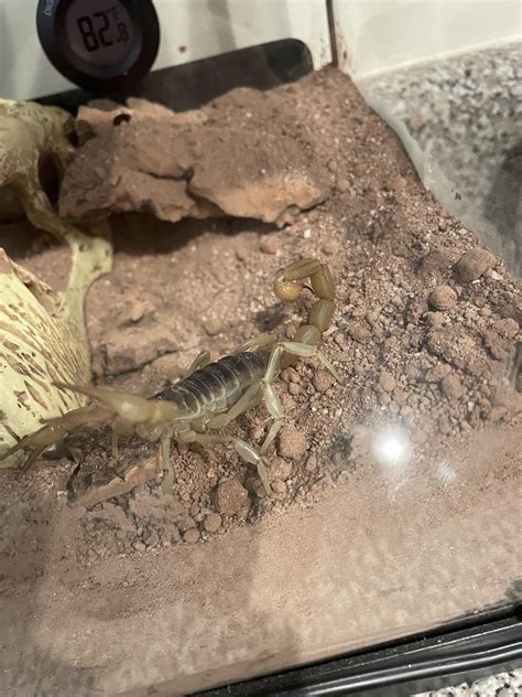 Scorpion Sex R Scorpions