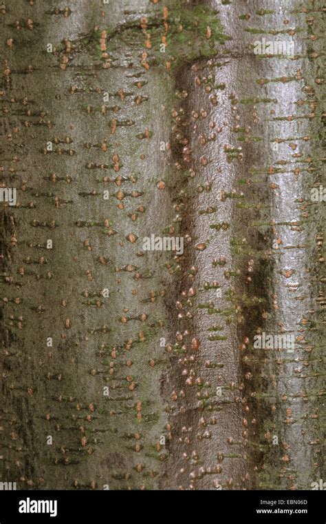 Young Alder Tree Bark At Mimi Holt Blog