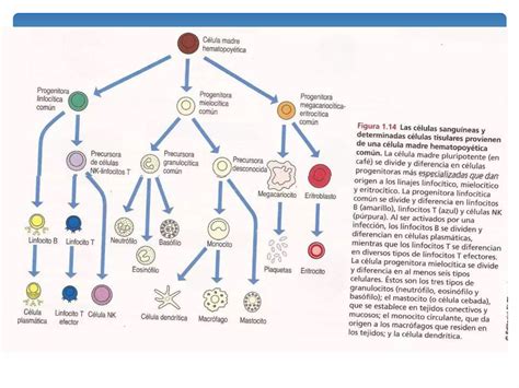 Práctica1 Microscopía Celulas Ppt