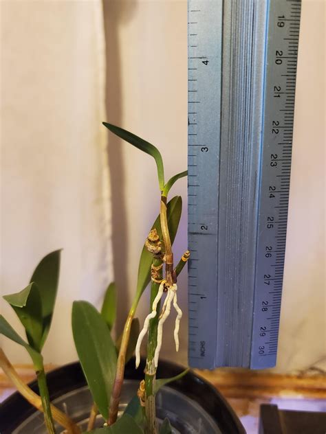 Can This Keiki Be Detached From The Mother Plant Yet Rorchids