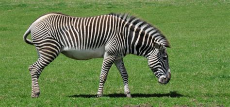 Zebras características alimentação espécies Brasil Escola