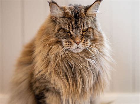 Brown Maine Coon Complete Guide Vocal Cats