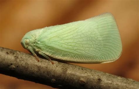 42 Small Green Bug Species With Pictures And Identification